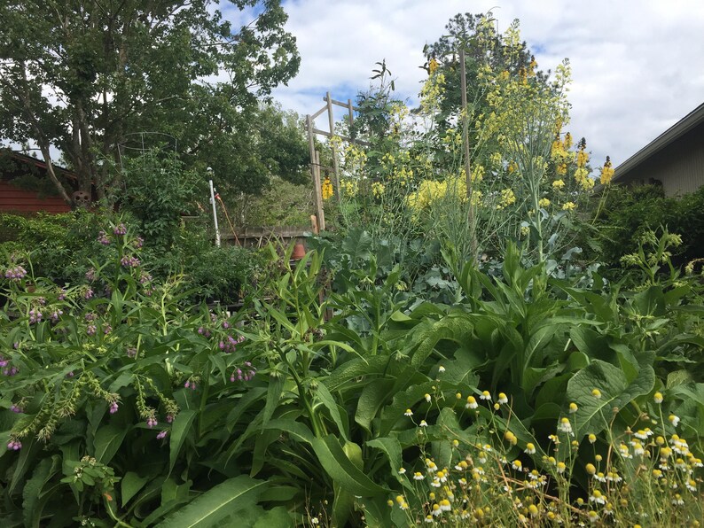 Popcorn Cassia, 20 Seeds per Pack, Organic, Cassia Didymobotrya, Senna ...