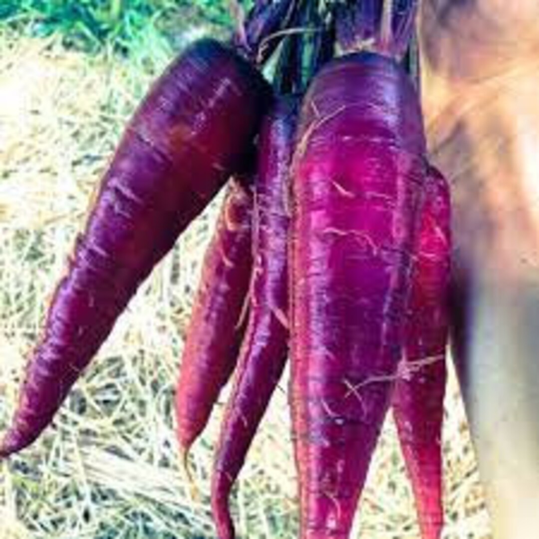 Carrot, Cosmic Purple, 100 Seeds per Pack, Daucus Carota, Organic ...