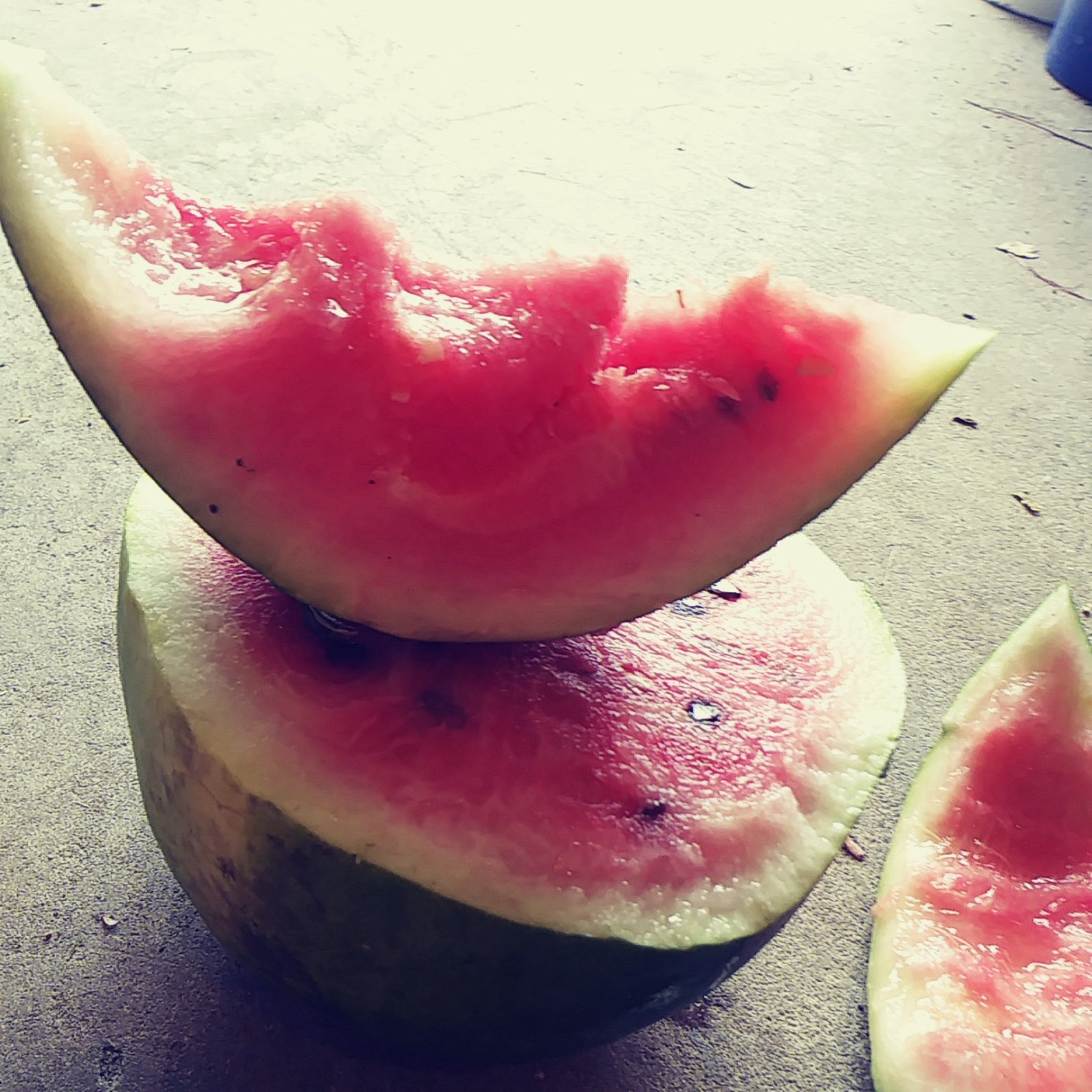 Watermelon Moon and Stars Citrullus Lanatus 15 Seeds per - Etsy