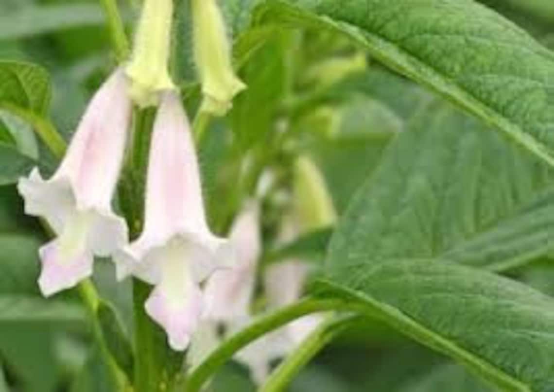 Sesame Seed, Edible Seeds, Sesamum Indicum, 50 Seeds per Pack, Organic ...