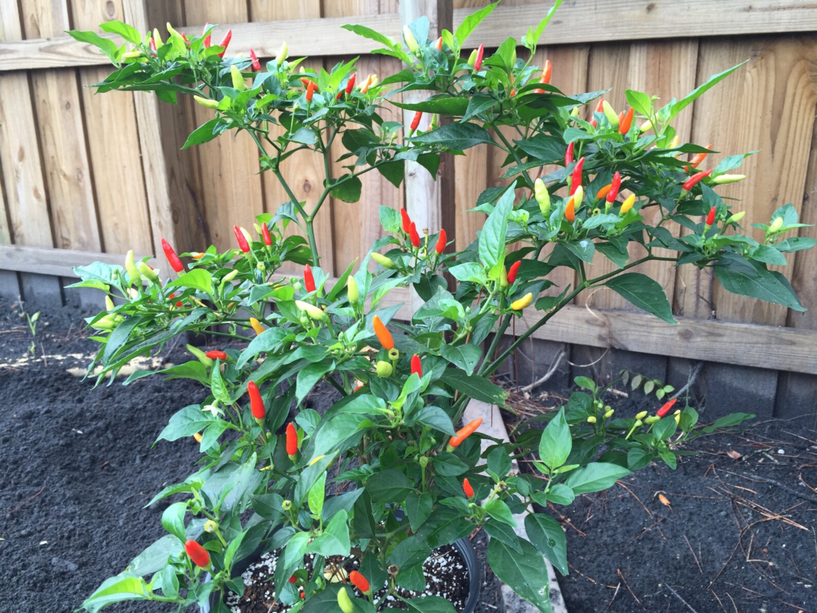 Pepper Seeds Grove Pepper Organic Capsicum Annum Pequin 20 - Etsy