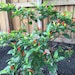 Pepper Seeds Grove Pepper Organic Capsicum Annum Pequin 20 - Etsy