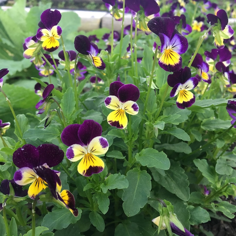 Wild Violet Seeds - Etsy