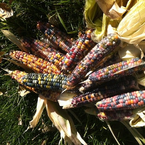 Corn, Glass Gem, Zea Mays Var. Glass Gem, 20 Seeds per Pack, Poaceae ...