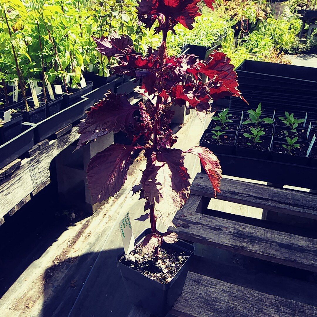 Purple Perilla (shiso) ,perilla Fruteuscens, Medicinal Plants, Organic ...