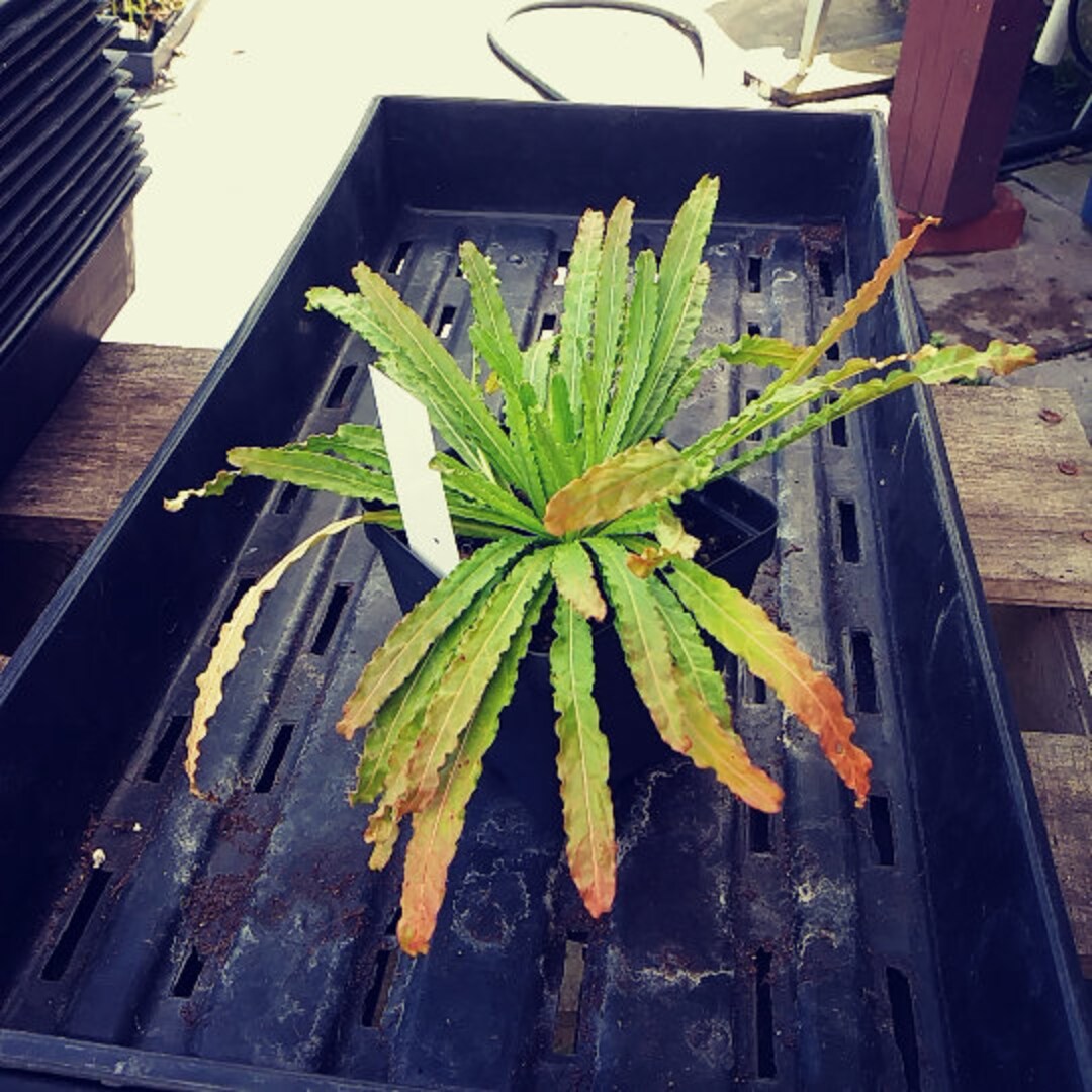 Weld, Reseda Luteola, Resedaceae, Medicinal Seeds, 50 Seeds per Pack ...