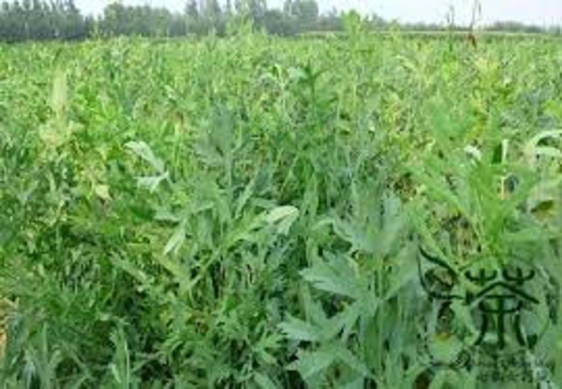 Laserwort, Saposhnikovia Divaricata, 50 Seeds per Pack, Organic Seeds ...