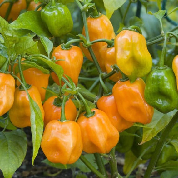 Habanero Plant Drawing