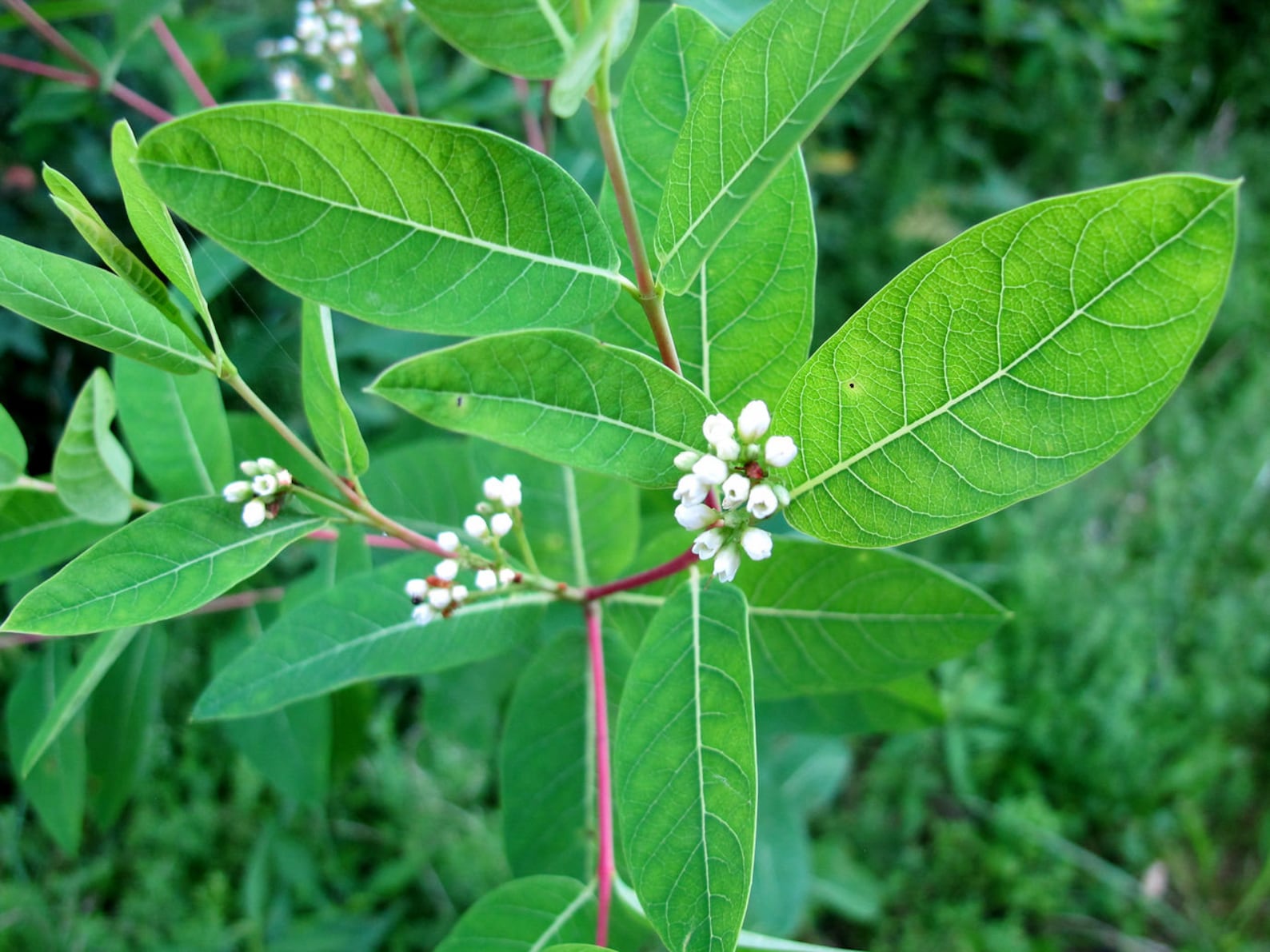 Dogbane, Apocynum Cannabinum, Apocynaceae, 20 Seeds per Pack. Organic ...