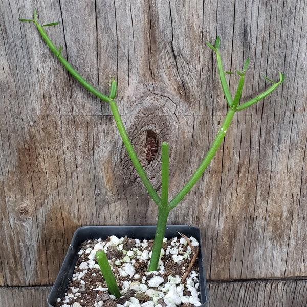 Fire Sticks Succulent - Etsy