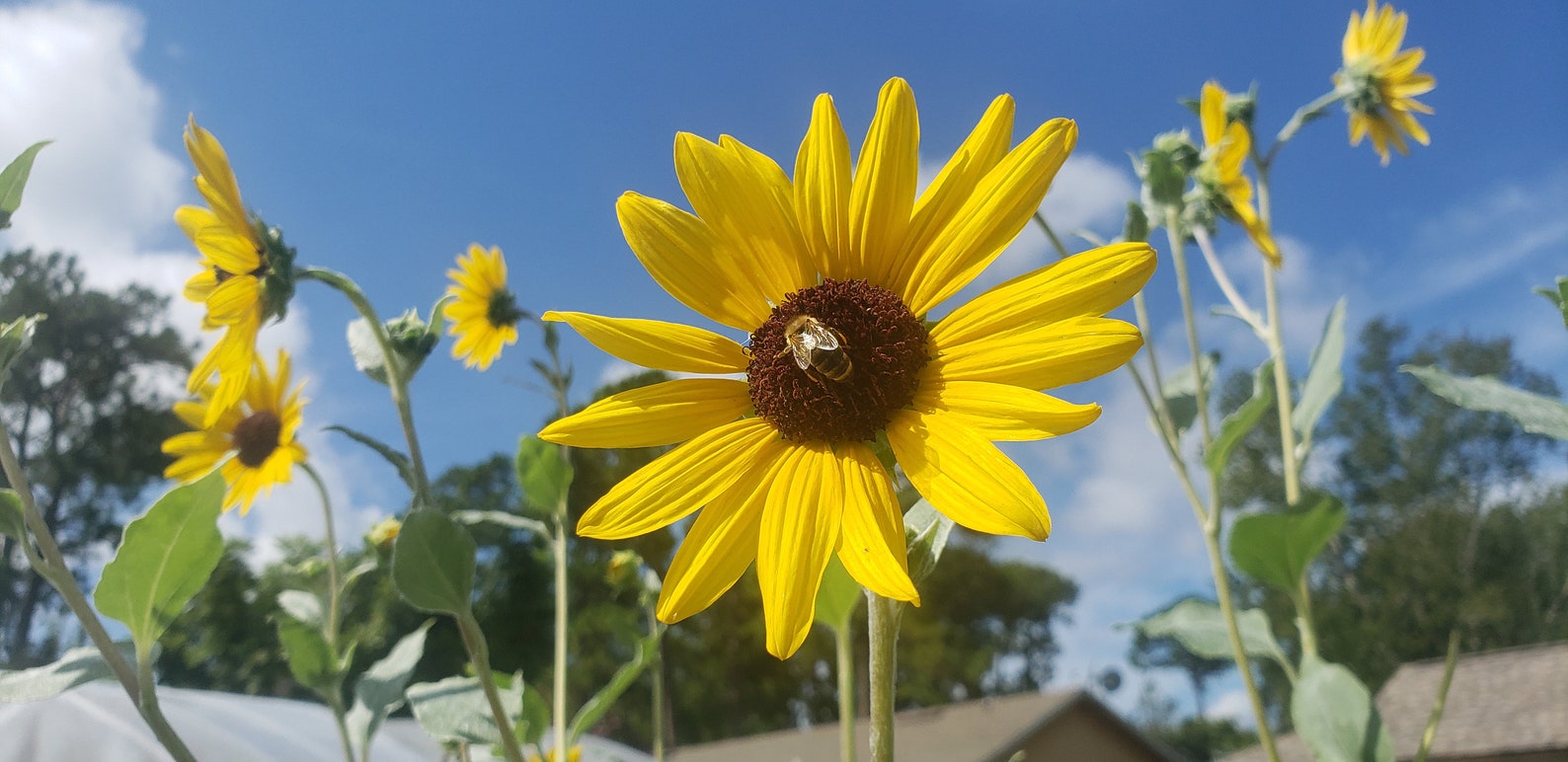 Sunflower, Silverleaf Sunflower, Helianthus Argophyllus, 25 Seeds per ...