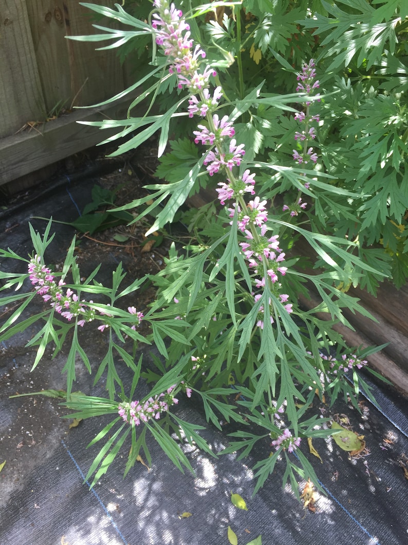 Siberian Motherwort, Motherwort, Siberian, Leonurus Sibericus, Organic ...