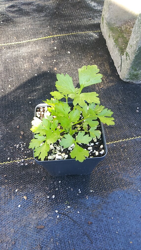 Celery Tall Utah Celery Apium graveolens var. dulce 4in | Etsy
