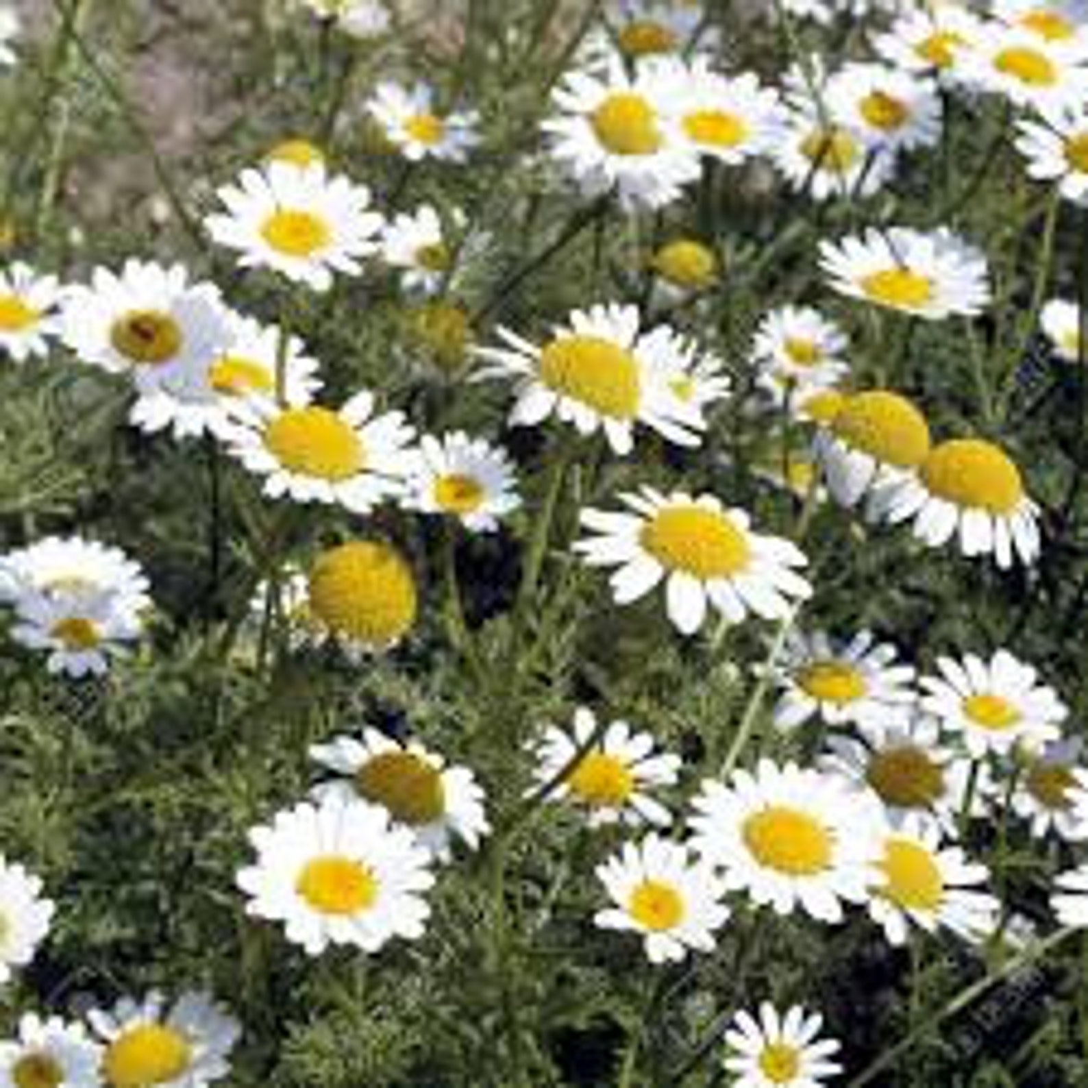 Pellitory Anacyclus Pyrethrum 30 Seeds per Pack Heirloom - Etsy