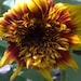 Sunflower, Tiger's Eye, Tiger's Eye Sunflower, Helianthus Annuus tiger ...