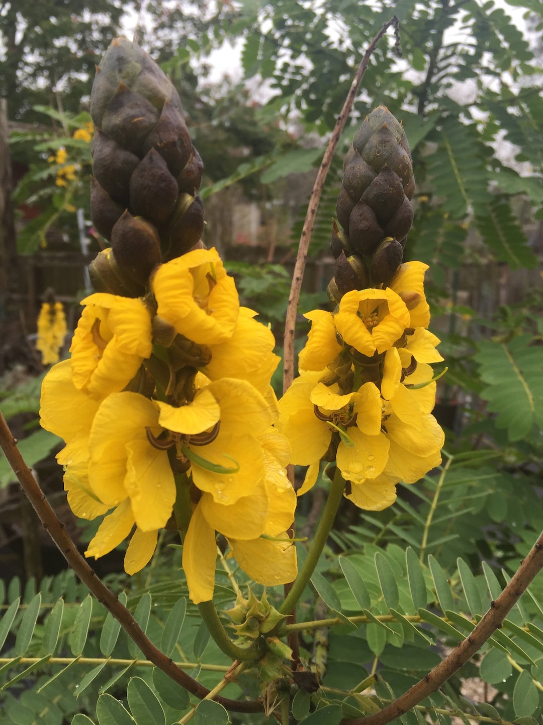 Popcorn Cassia, 20 Seeds per Pack, Organic, Cassia Didymobotrya, Senna ...
