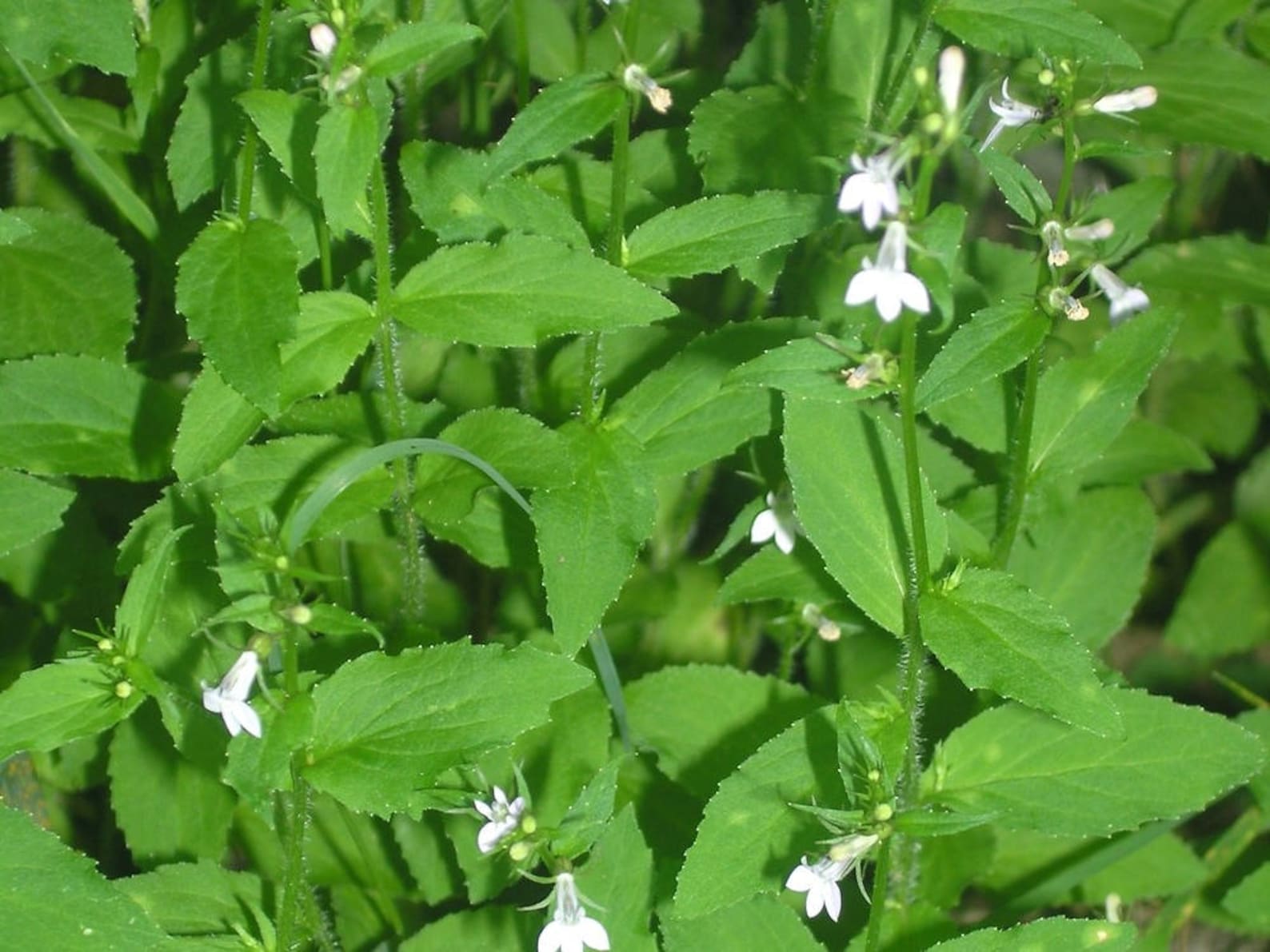 Lobelia Indian Lobelia Lobelia Inflata Medicinal Seeds - Etsy
