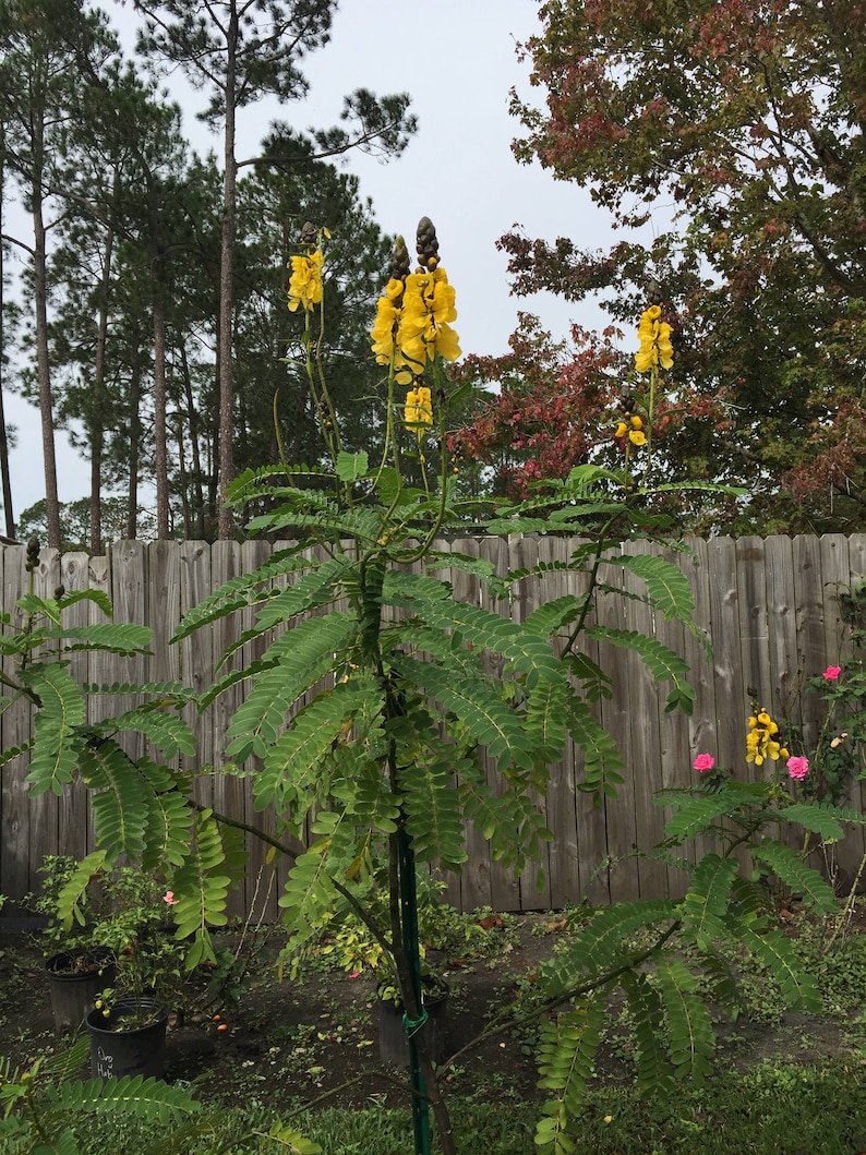 Popcorn Cassia, 20 Seeds per Pack, Organic, Cassia Didymobotrya, Senna ...