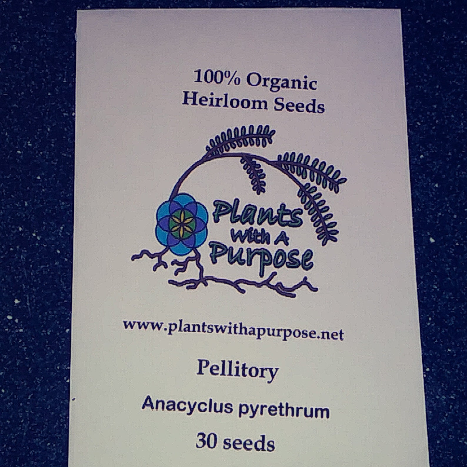 Pellitory Anacyclus Pyrethrum 30 Seeds per Pack Heirloom - Etsy