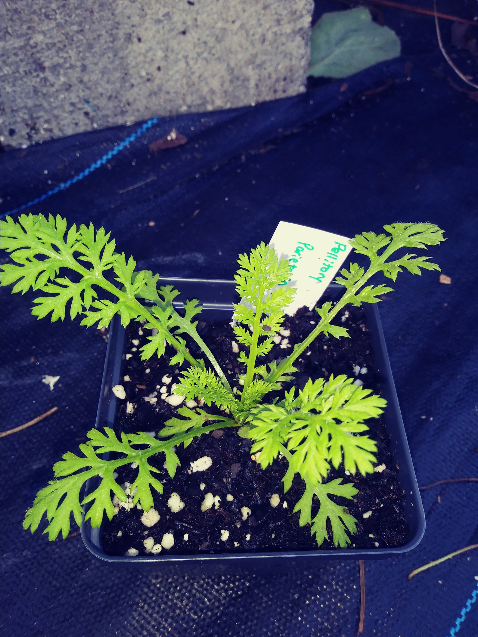 Pellitory Anacyclus Pyrethrum 30 Seeds per Pack Heirloom - Etsy