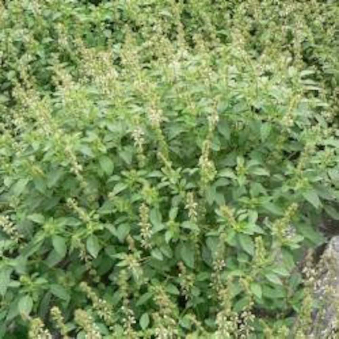 Kivumbasi Lime Basil Ocimum Canum Lamiaceae Edible Seeds - Etsy