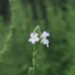European Vervain, Verbena Officinalis, Organic, Medicinal Seeds, 50 ...