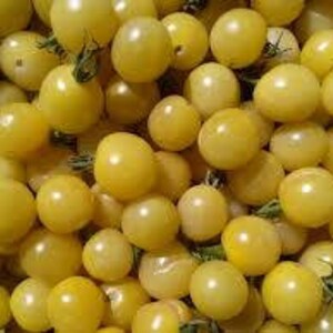 Tomato Seeds Lemon Drop Lemon Drop Tomato Solanum | Etsy