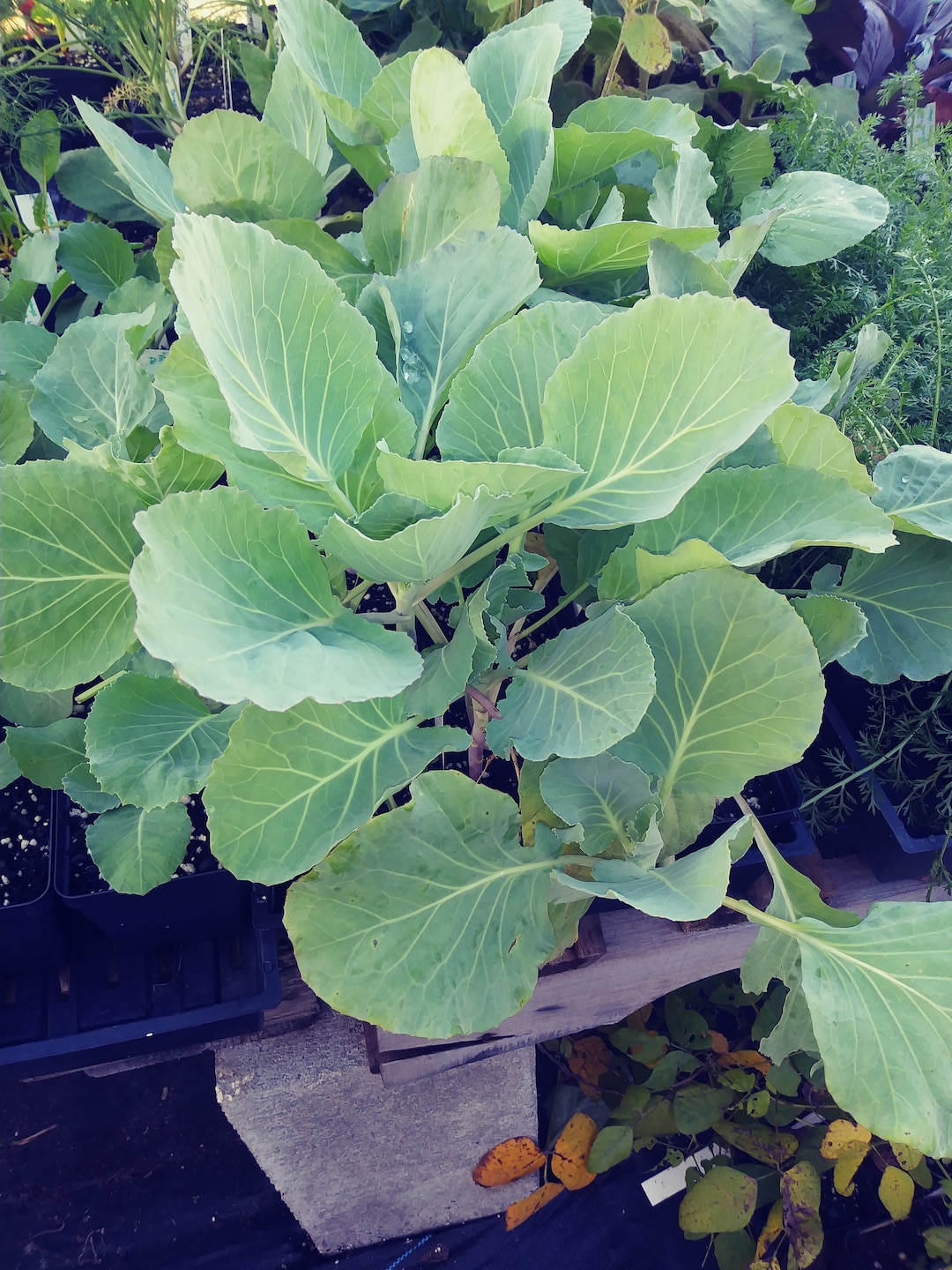 Cabbage, Brunswick Cabbage, Brassica Oleracea, 100 Seeds per Pack ...