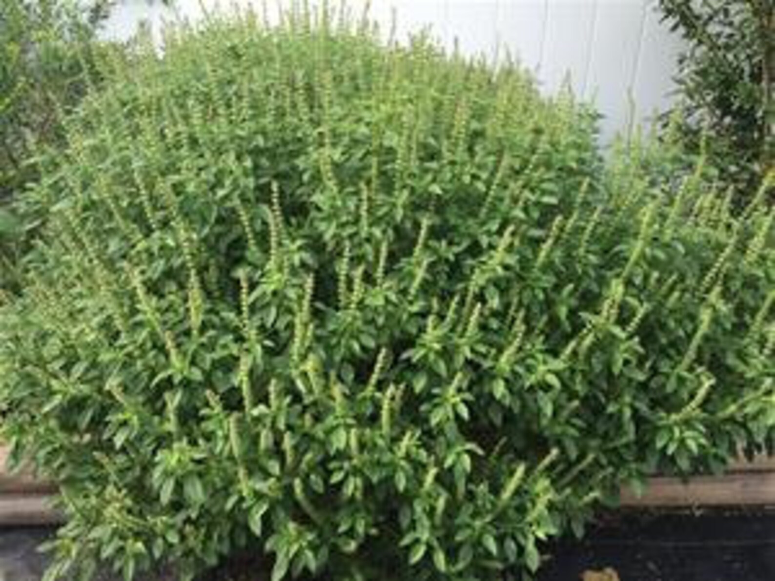 African Basil Ocimum Canum Medicinal Seeds Medicinal Seed - Etsy