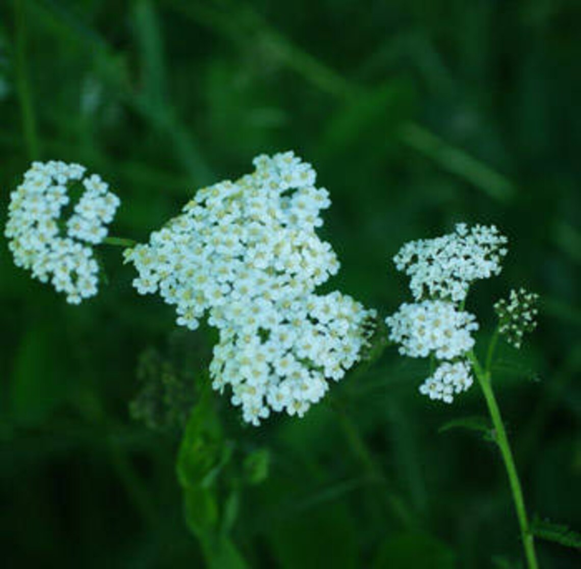 Medicinal Seeds Yarrow Official Official Yarrow Achillea - Etsy