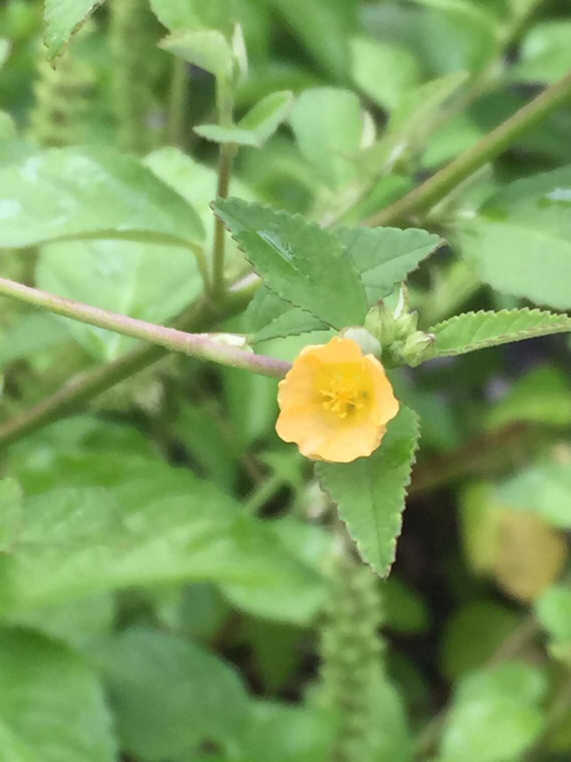 Bala Sida Cordifolia Medicinal Plants 4in potted plant | Etsy