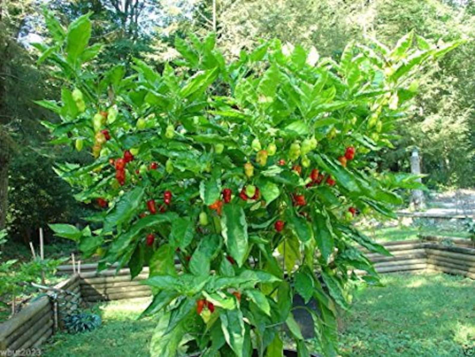 Peppers Sweet Datil Pepper Capsimum Chinense Sweet Datil | Etsy