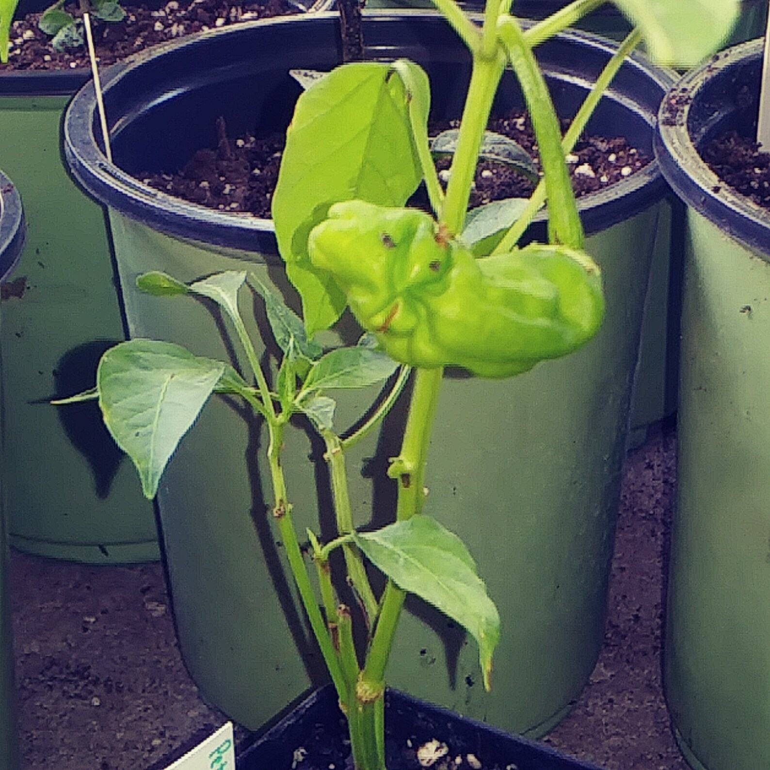 Peter Pepper 4in Potted Plant Organic Heirloom GMO Free - Etsy