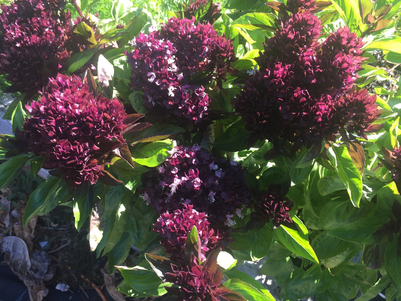 Cardinal Basil Ocimum Basilicum Organic GMO Free 75 Seeds | Etsy