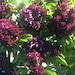 Cardinal Basil, Ocimum Basilicum, Organic, GMO Free, 75 Seeds per Pack ...