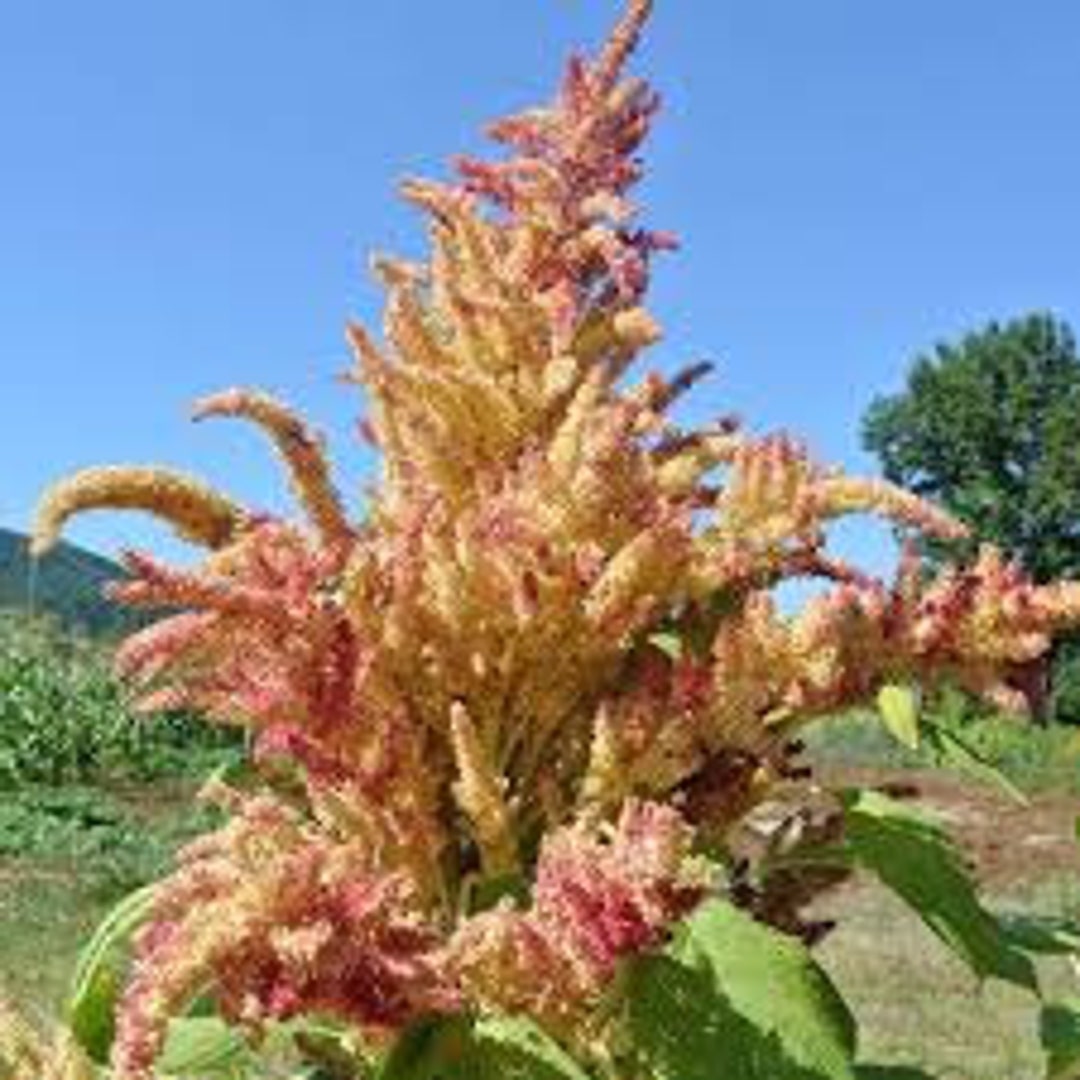 Amaranth, Rio San Lorenzo, Amaranthus Sp. 100 Seeds per Pack, Organic ...