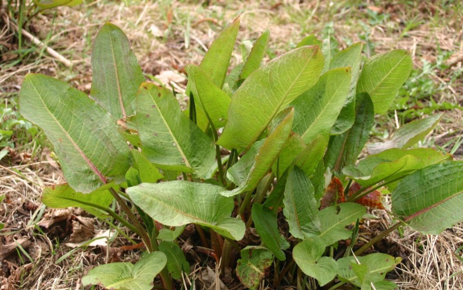 Yellow Dock, Rumex Crispus, 100 Seeds per Pack, Organic, Heirloom, GMO ...