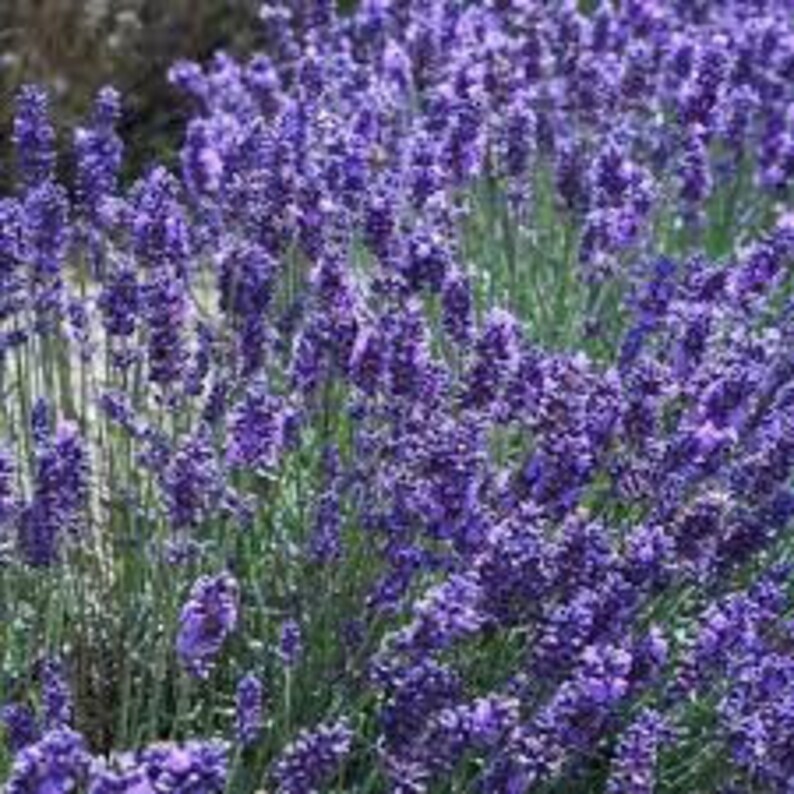 Lavender, English Lavender, Lavandula Angustifolia Vera, 50 Seeds per ...