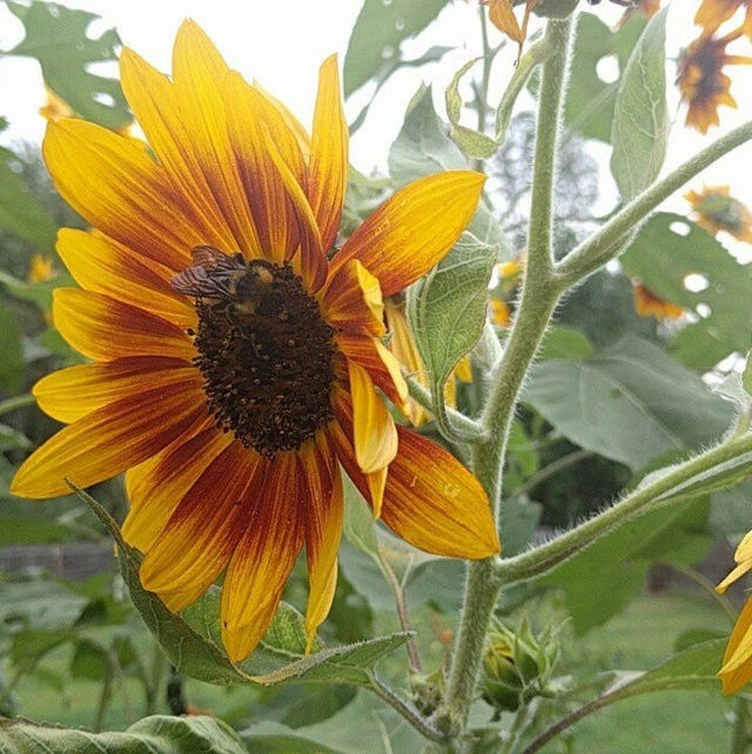 Sunflower, Tiger's Eye, Tiger's Eye Sunflower, Helianthus Annuus tiger ...