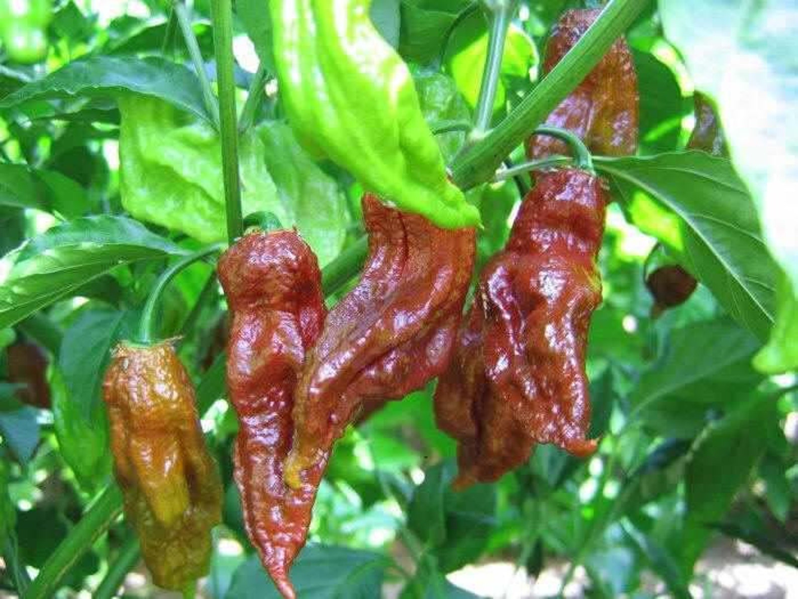 Pepper Seeds Chocolate Ghost Pepper Seed Packs 20 Seeds per | Etsy