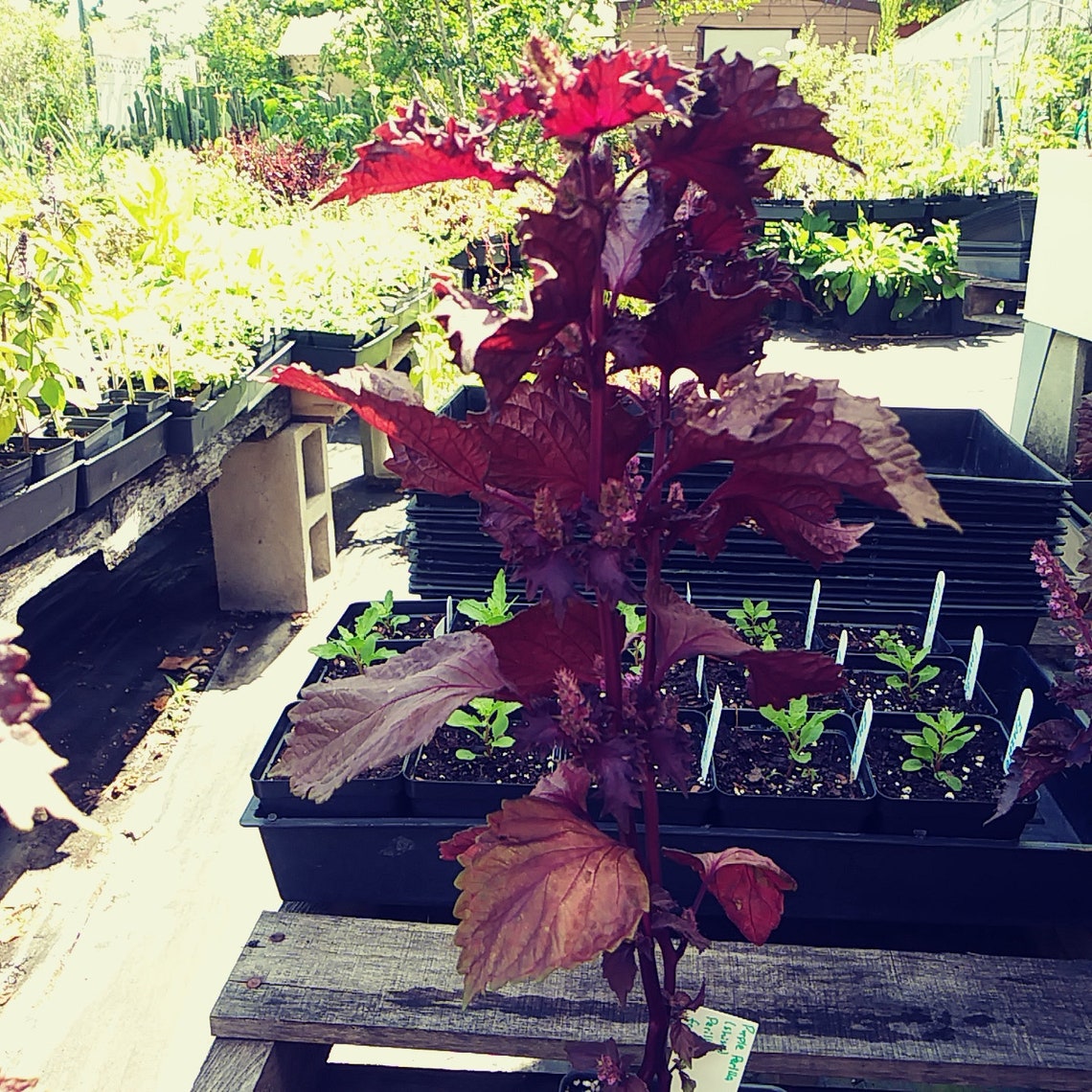 Purple Perilla shiso perilla Fruteuscens Medicinal Plants - Etsy