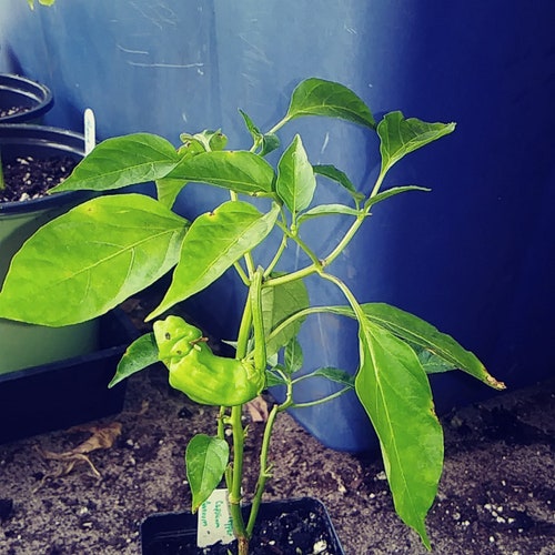 Peter Pepper 4in Potted Plant Organic Heirloom GMO Free - Etsy