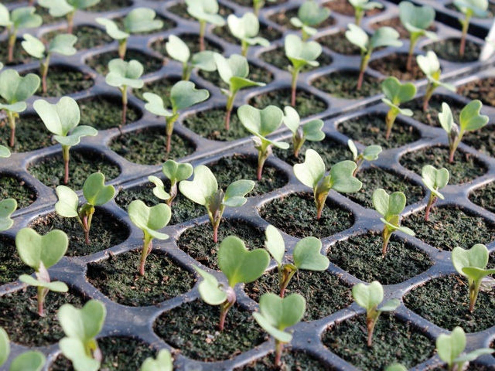 Broccoli, Calabrese Green Sprouting, Brassica Oleracea, Organic, 100 ...