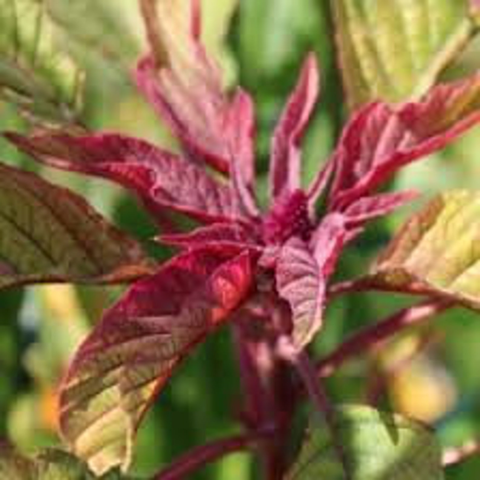 Amaranth, Rio San Lorenzo, Amaranthus Sp. 100 Seeds per Pack, Organic ...