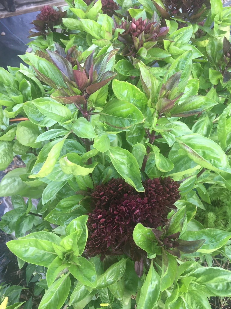 Cardinal Basil Ocimum Basilicum Organic GMO Free 75 Seeds - Etsy