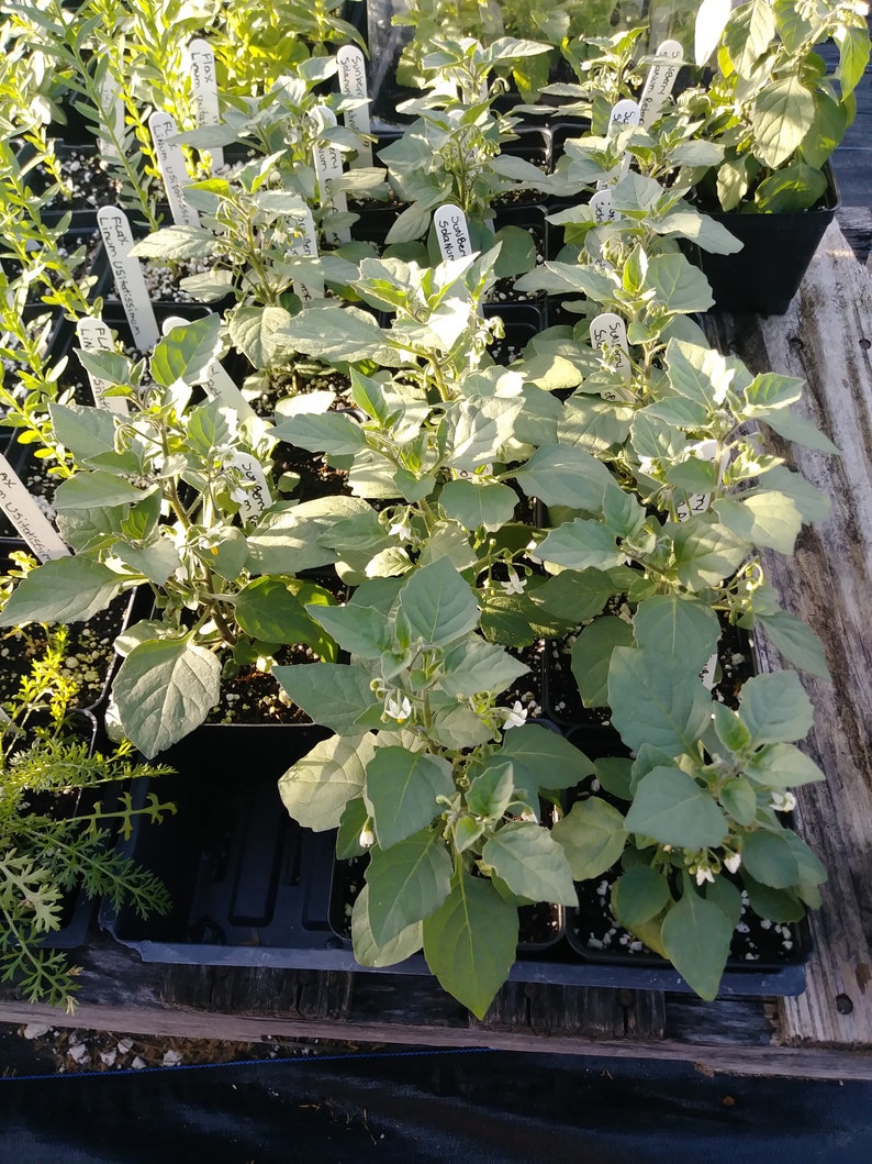 Sunberry Solanum Retroflexum Organic Seeds Edible Seeds75 - Etsy