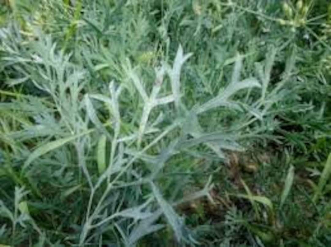 Laserwort, Saposhnikovia Divaricata, 50 Seeds per Pack, Organic Seeds ...