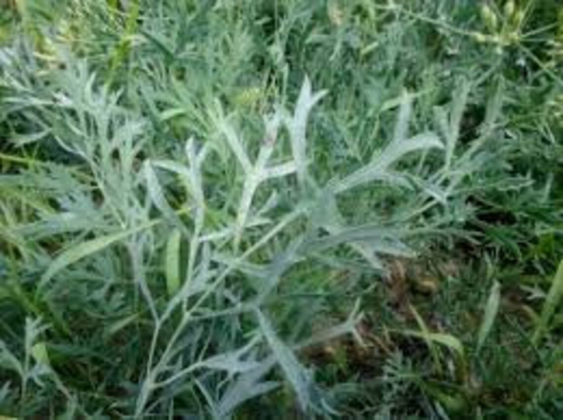 Laserwort Saposhnikovia Divaricata 50 Seeds Per Pack | Etsy