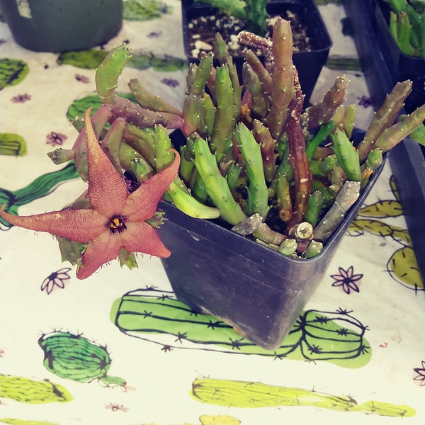 Stapelia - Etsy