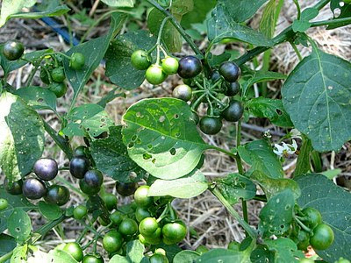 Sunberry Solanum Retroflexum Organic Seeds Edible Seeds75 - Etsy